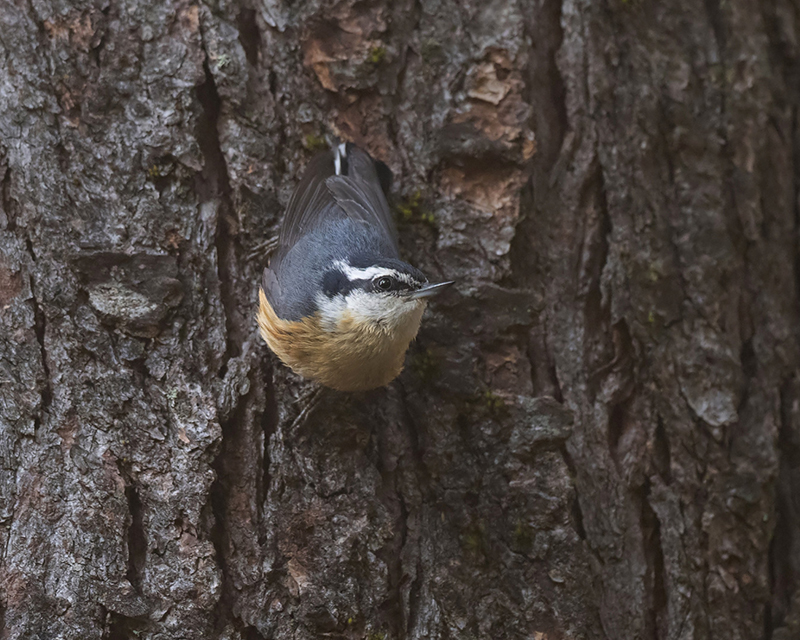 Bird sound recordings: Red-breasted Nuthatch – Schoodic Notes
